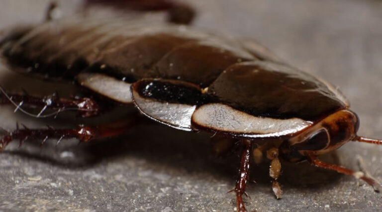 Guide to Australian Cockroaches - Pro Pest Control Adelaide