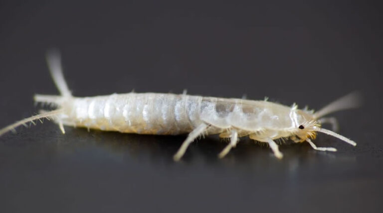 Top 10 Australian Pests - Pest Control Adelaide | Pro Pest Control Adelaide